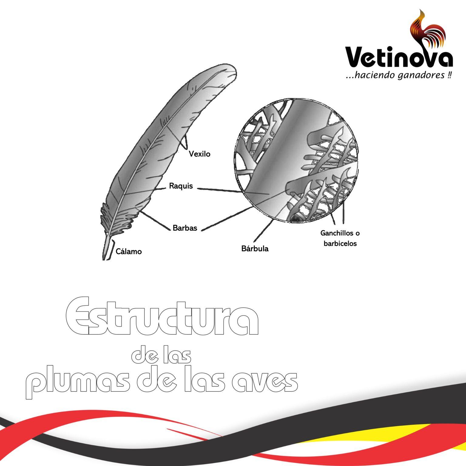 Estructura de las plumas de las aves – Vetinova
